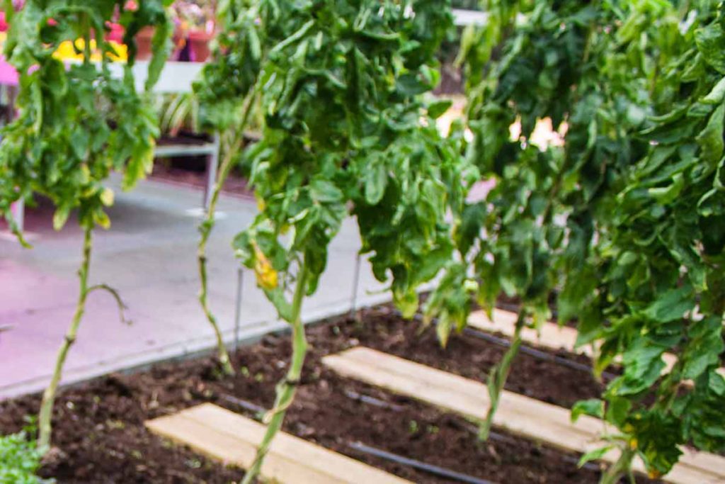 Fruit Trees In Container Gardening